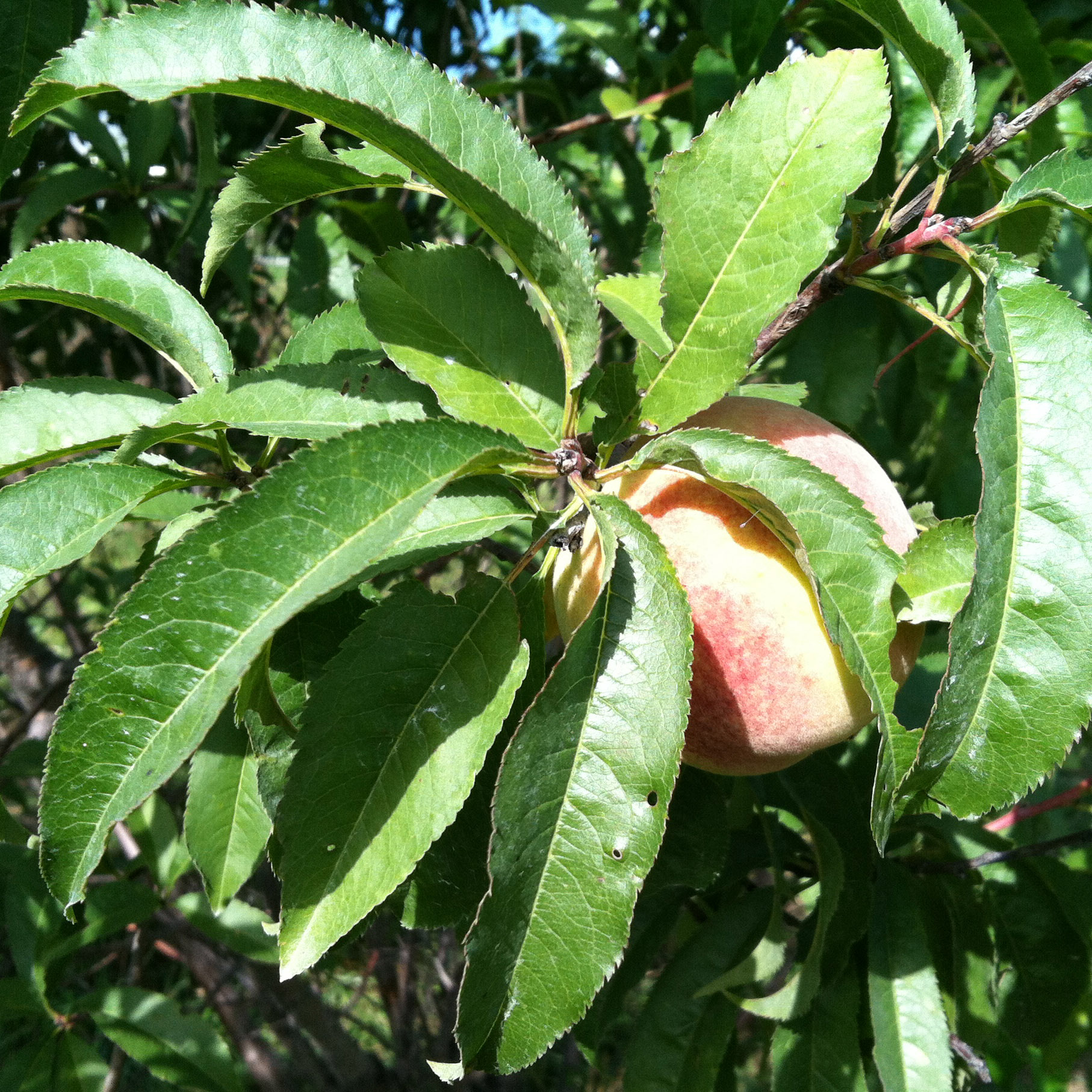 Fruits & Nuts | Prairie Plum Farm