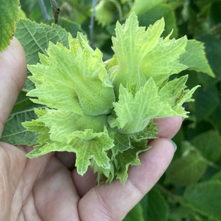 2020 My First Hybrid Hazel Harvest | Prairie Plum Farm