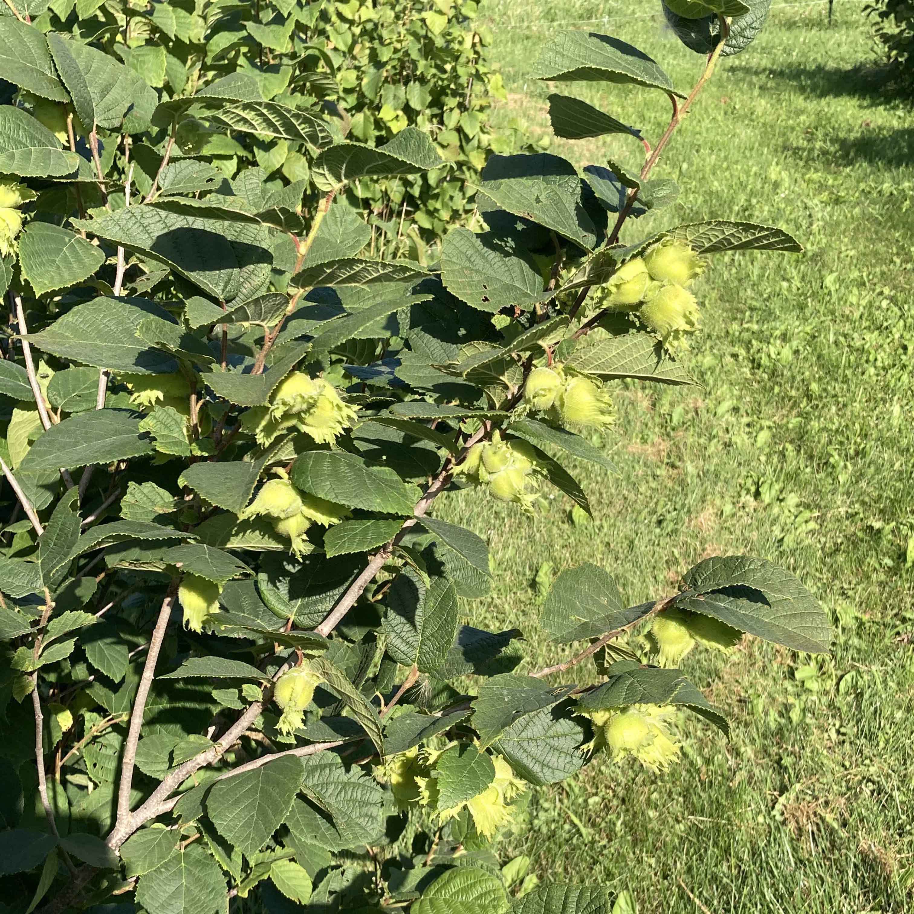 2020 My First Hybrid Hazel Harvest | Prairie Plum Farm
