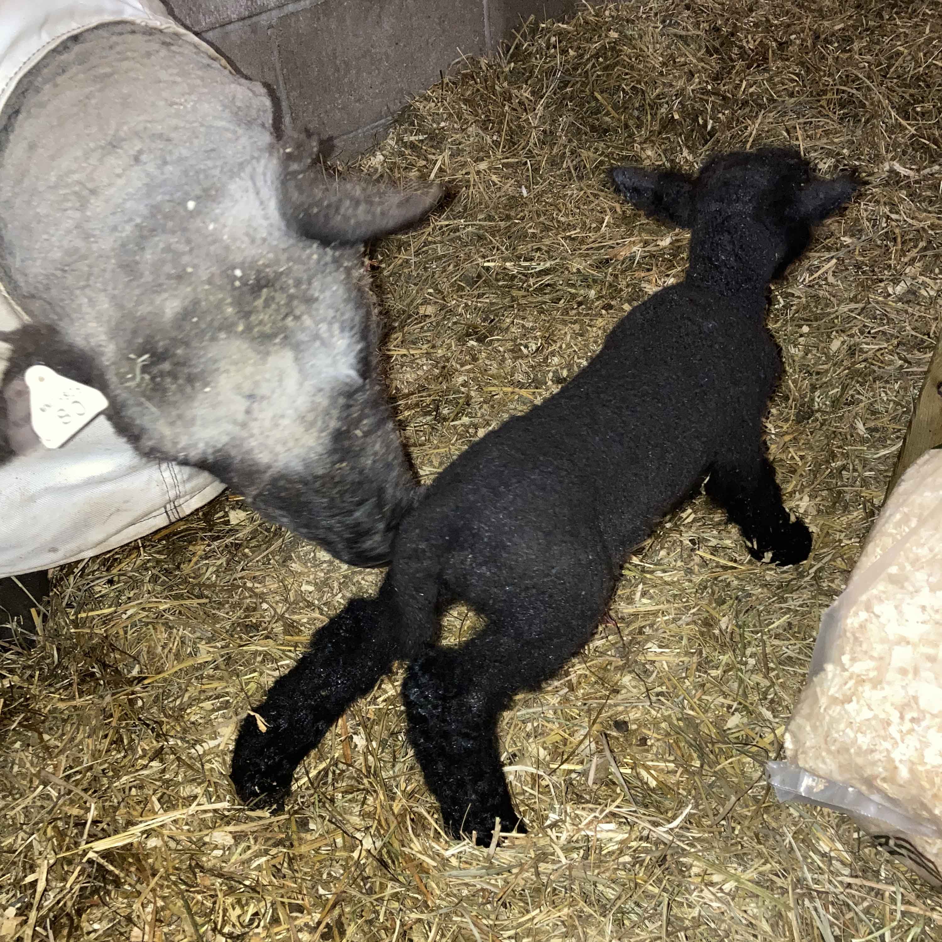 2023 Babydoll Lambs | Prairie Plum Farm