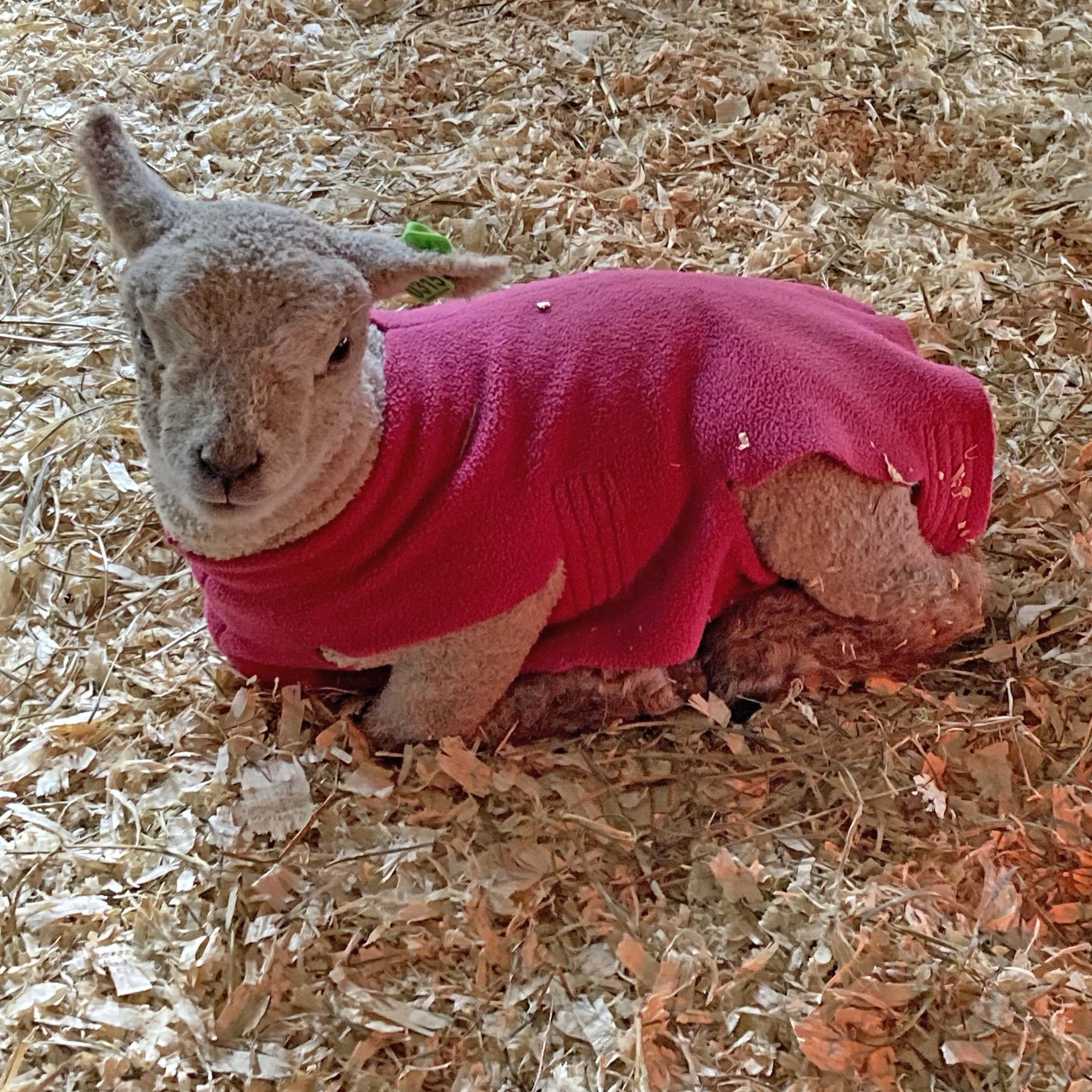 2023 Babydoll Lambs | Prairie Plum Farm