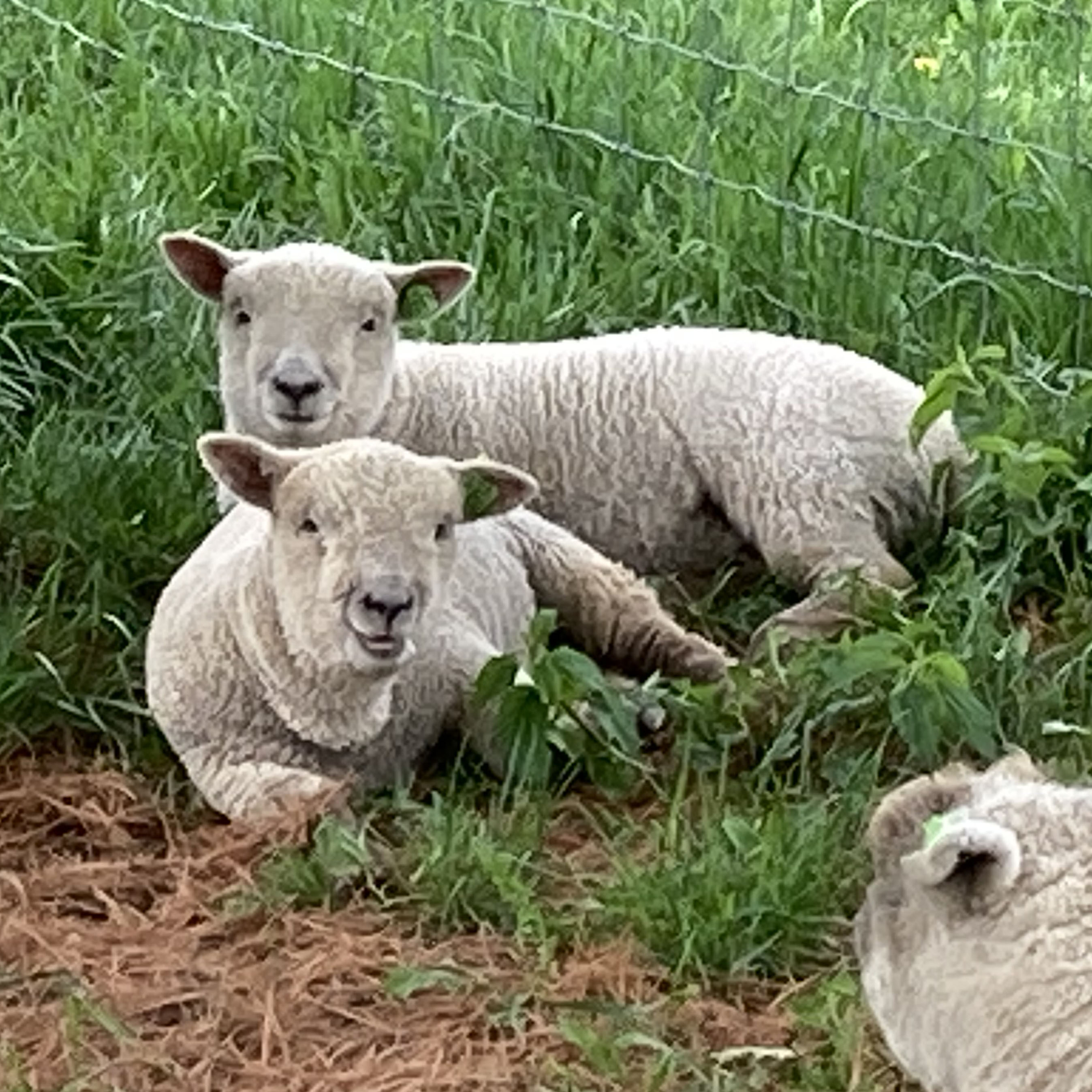 2023 Babydoll Lambs | Prairie Plum Farm