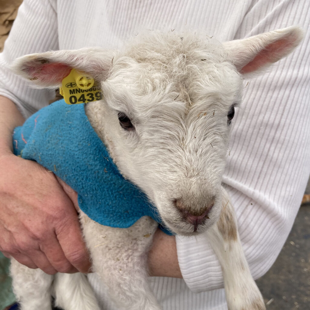 2025 Finn x Lambs > all 2025 Finn x lambs have found homes | Prairie ...